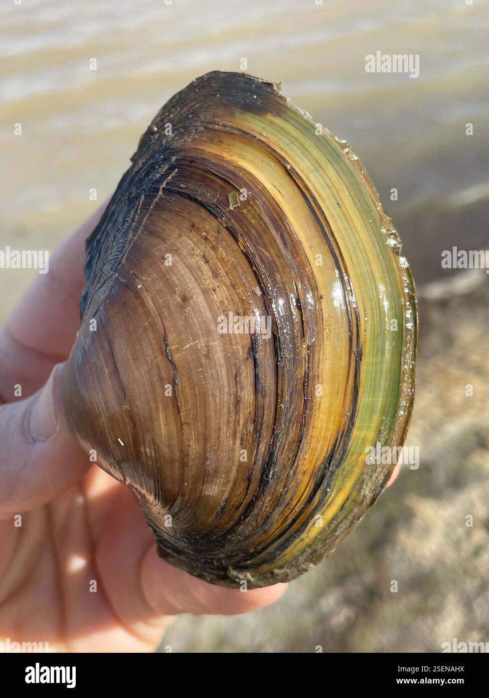 Giant Floater (Pyganodon grandis), Mollusca, Evergreen Ln, Natchez, MS ...