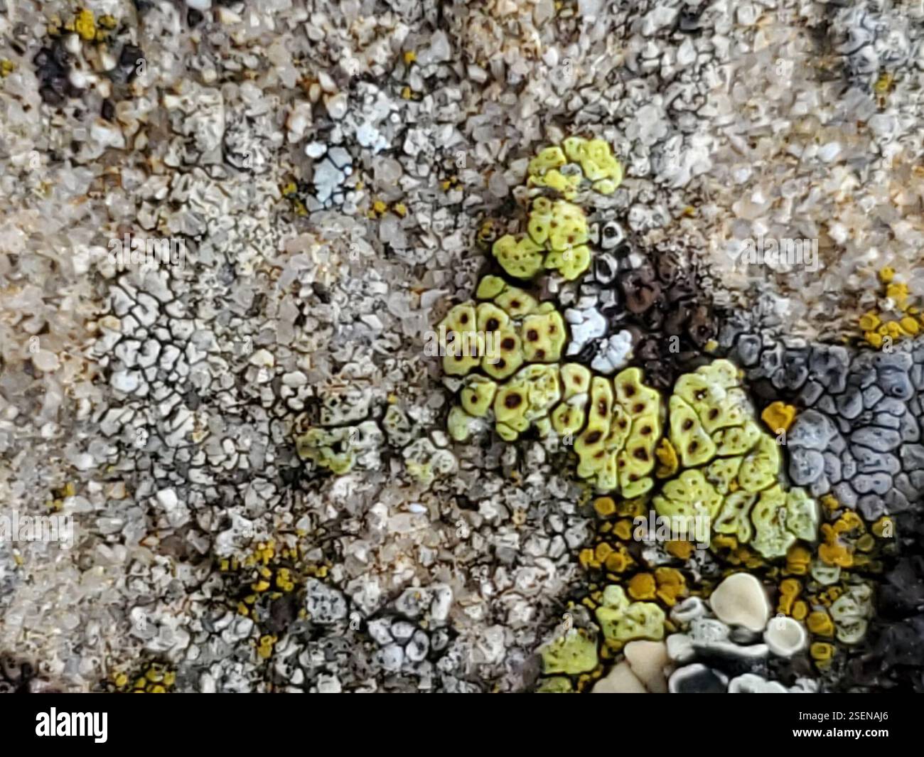 yellow map lichen (Rhizocarpon geographicum), Fungi, Fergus, Montana ...