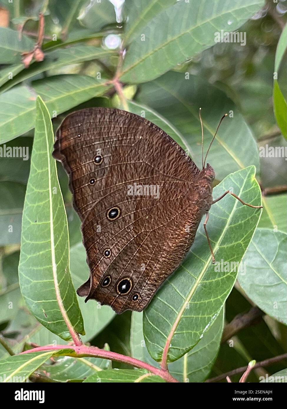 Common Evening Brown (Melanitis leda), Insecta, Brisbane Corso Park ...