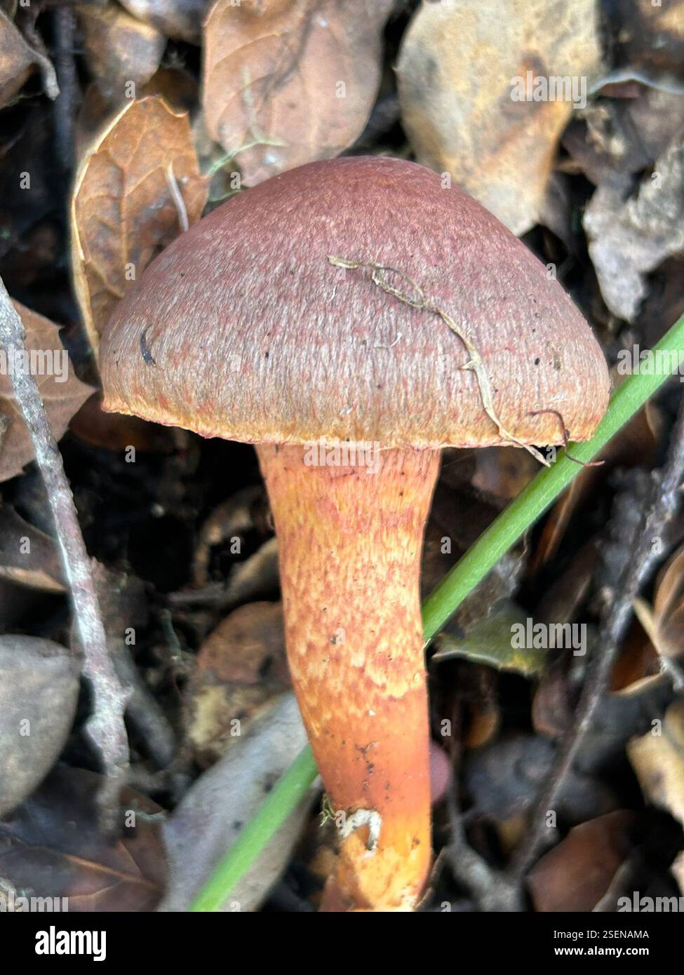 Pine Spikes (Chroogomphus vinicolor), Fungi, Highland Dr, Los Osos, CA ...