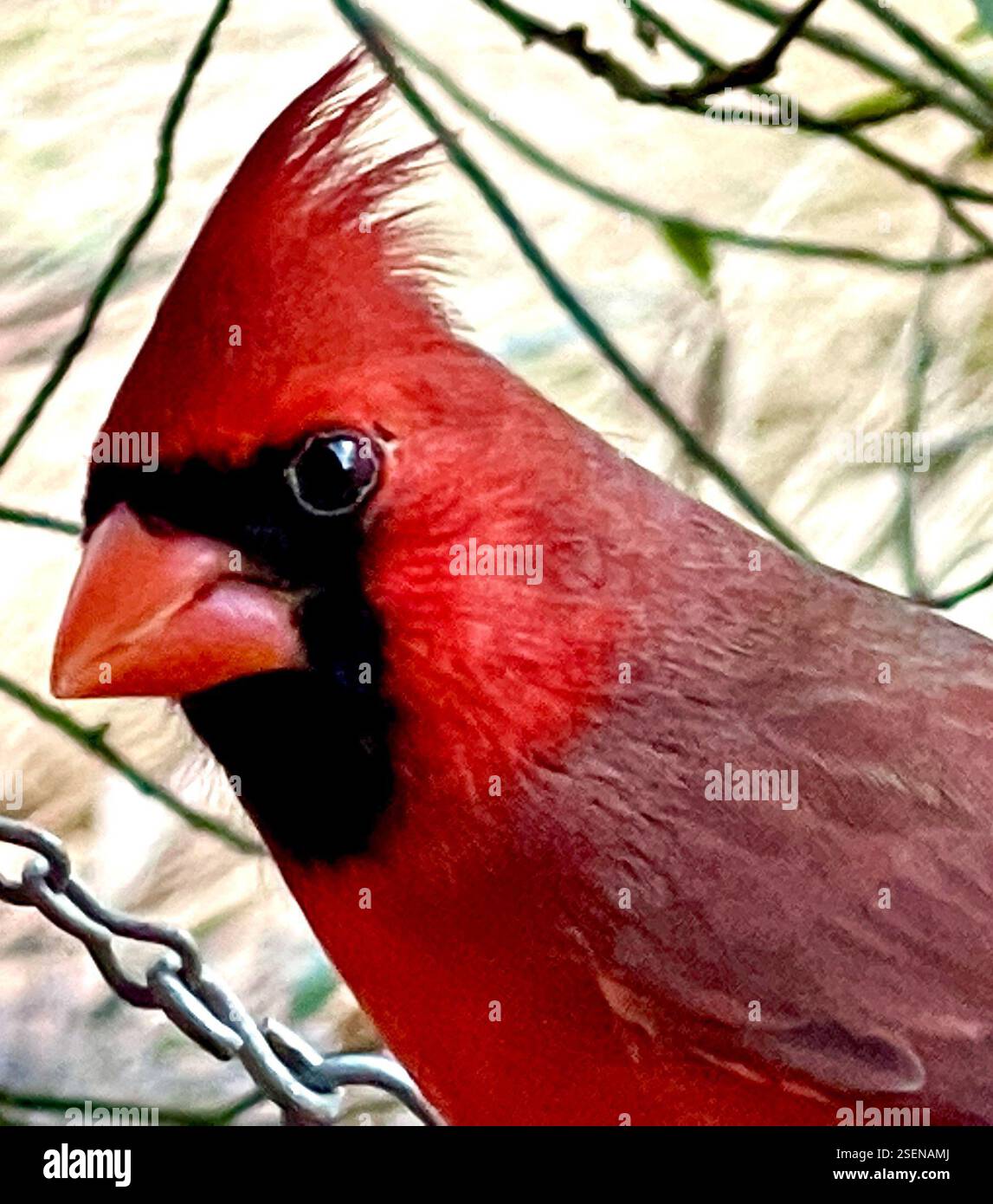 Northern Cardinal (Cardinalis cardinalis), Aves, Mitchell St ...