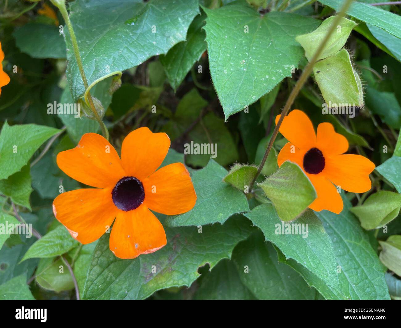 Black-eyed Susan vine (Thunbergia alata), Plantae, Hacia la Patasola ...