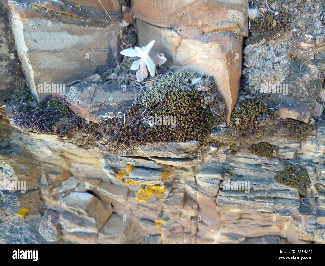 common lichens (Lecanoromycetes), Fungi, Unnamed Road, Cape Farms, Cape ...