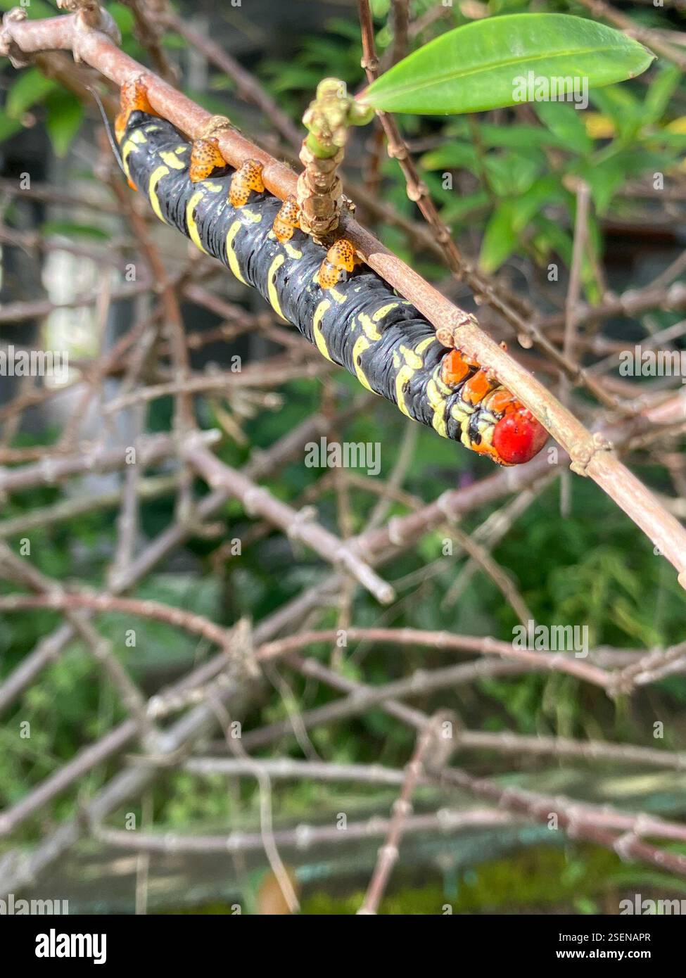 Tetrio Sphinx (Pseudosphinx tetrio), Insecta, Saint Peter, MS Stock ...