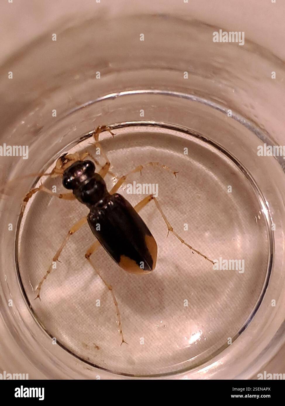Metallic Tiger Beetles (Tetracha), Insecta, Villa Libertad, Lurín. Lima ...