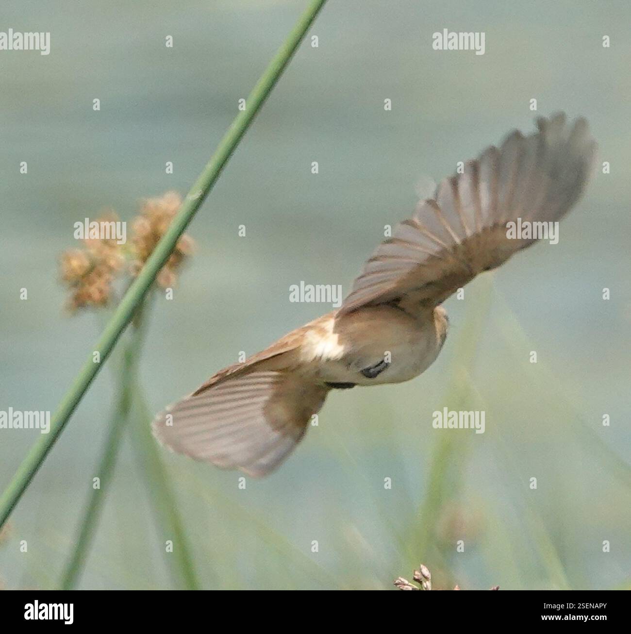 Australian Reed Warbler (Acrocephalus australis), Aves, Mulgrave VIC ...