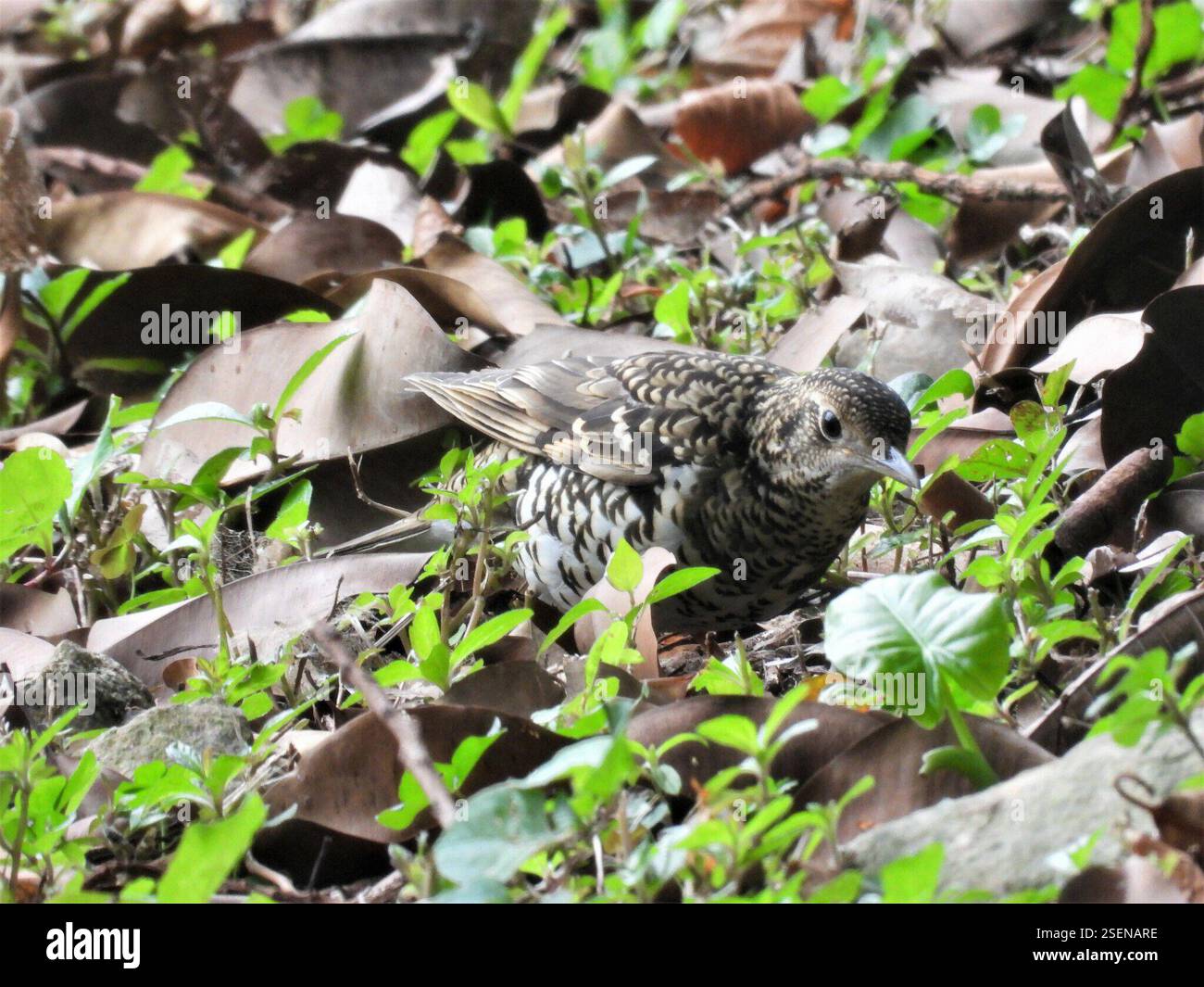 White's Thrush (Zoothera aurea), Aves, Lung Fu Shan, Hong Kong Stock ...