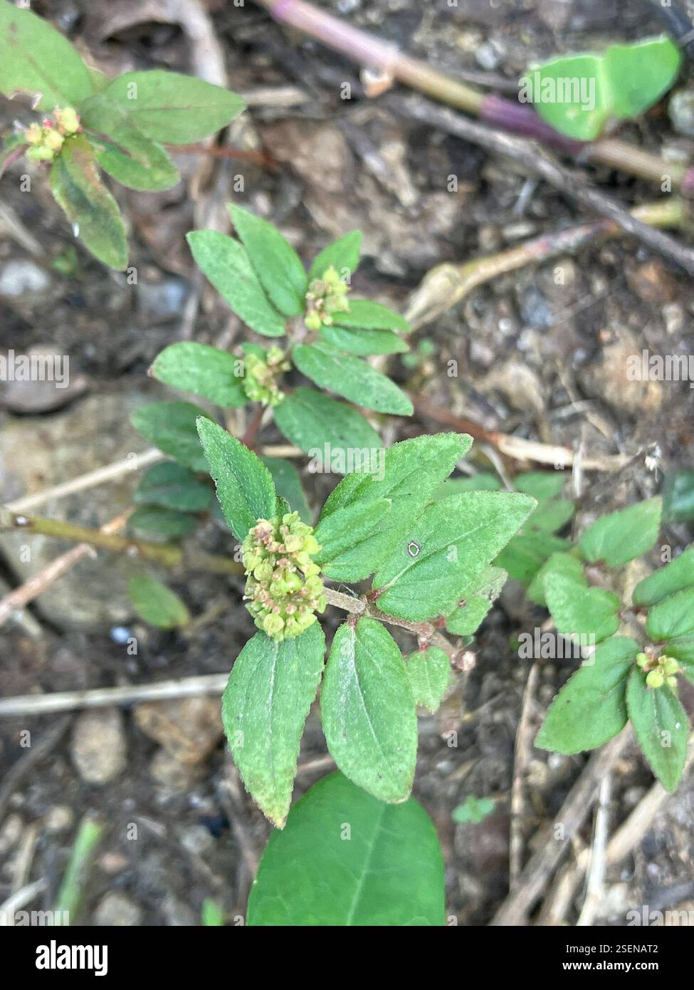 Asthma plant (Euphorbia hirta), Plantae, Saint Georges, MS Stock Photo ...
