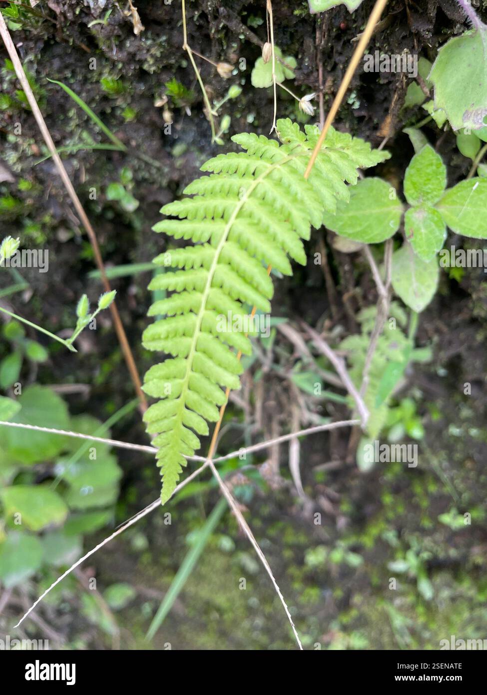 ferns (Polypodiopsida), Plantae, Salento, CO-QD, CO Stock Photo - Alamy