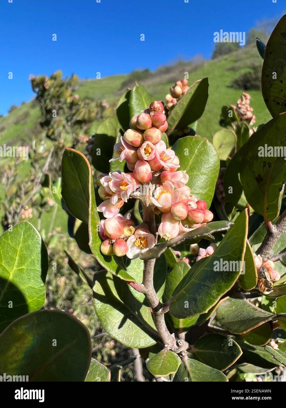 lemonade berry (Rhus integrifolia), Plantae, Orange County, CA, USA ...