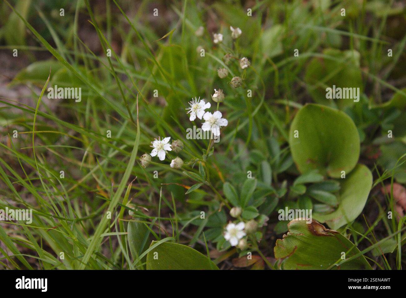 three-toothed cinquefoil (Sibbaldiopsis tridentata), Plantae, Orford ...