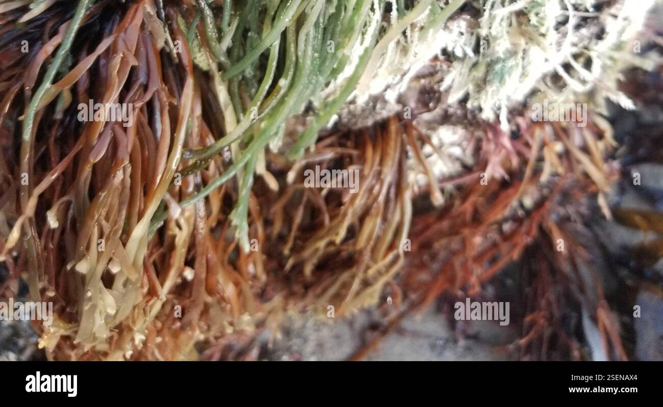 red algae (Rhodophyta), Plantae, Malibu, CA 90265, USA Stock Photo - Alamy