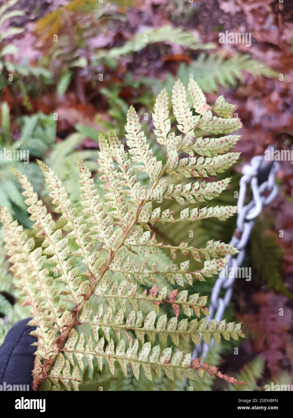 soft shield fern (Polystichum setiferum), Plantae, Cheshire East, UK ...