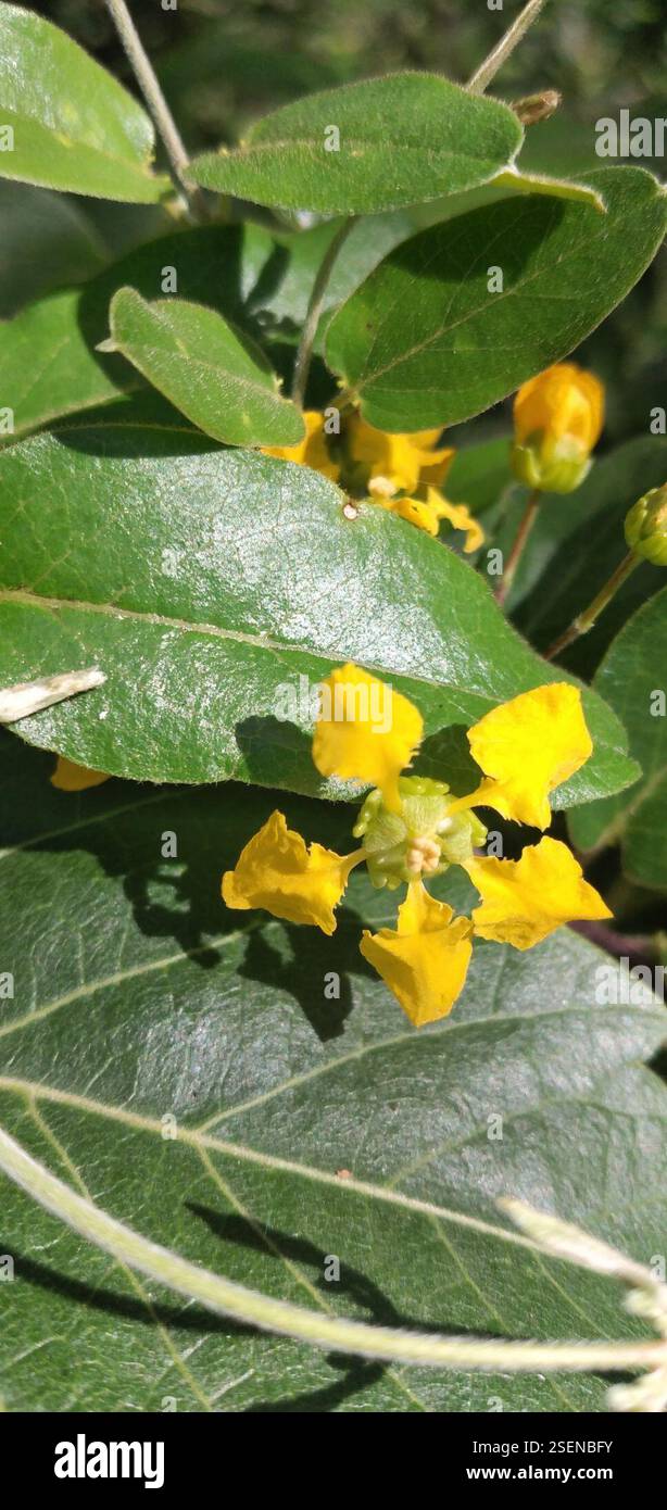 (Janusia guaranitica), Plantae, Capital, Salta, Argentina Stock Photo ...
