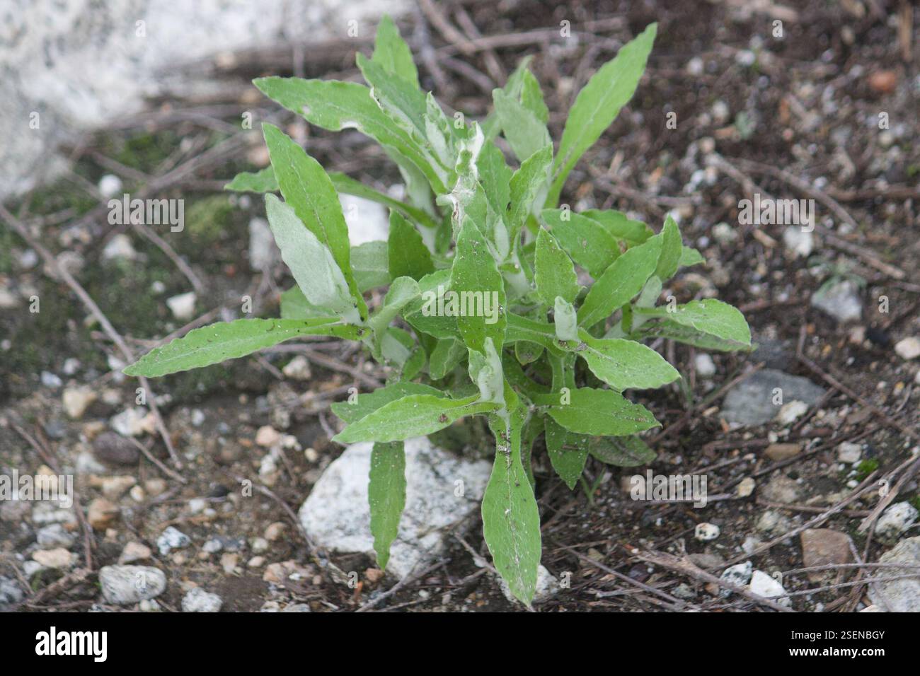 two-color rabbit tobacco (Pseudognaphalium biolettii), Plantae ...
