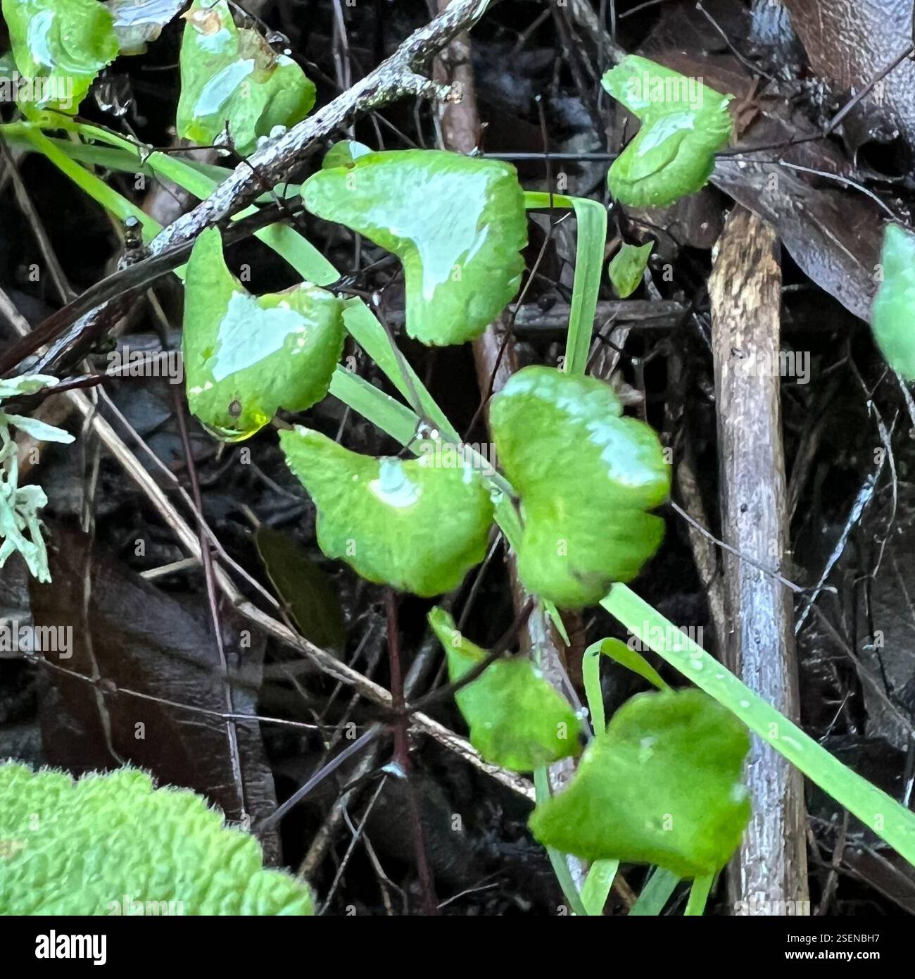 California Maidenhair Fern (Adiantum jordanii), Plantae, Los Padres ...