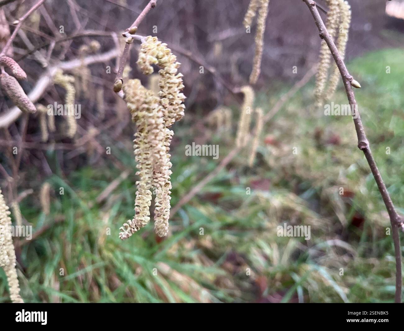 common hazel (Corylus avellana), Plantae, Southern Black Forest Nature ...