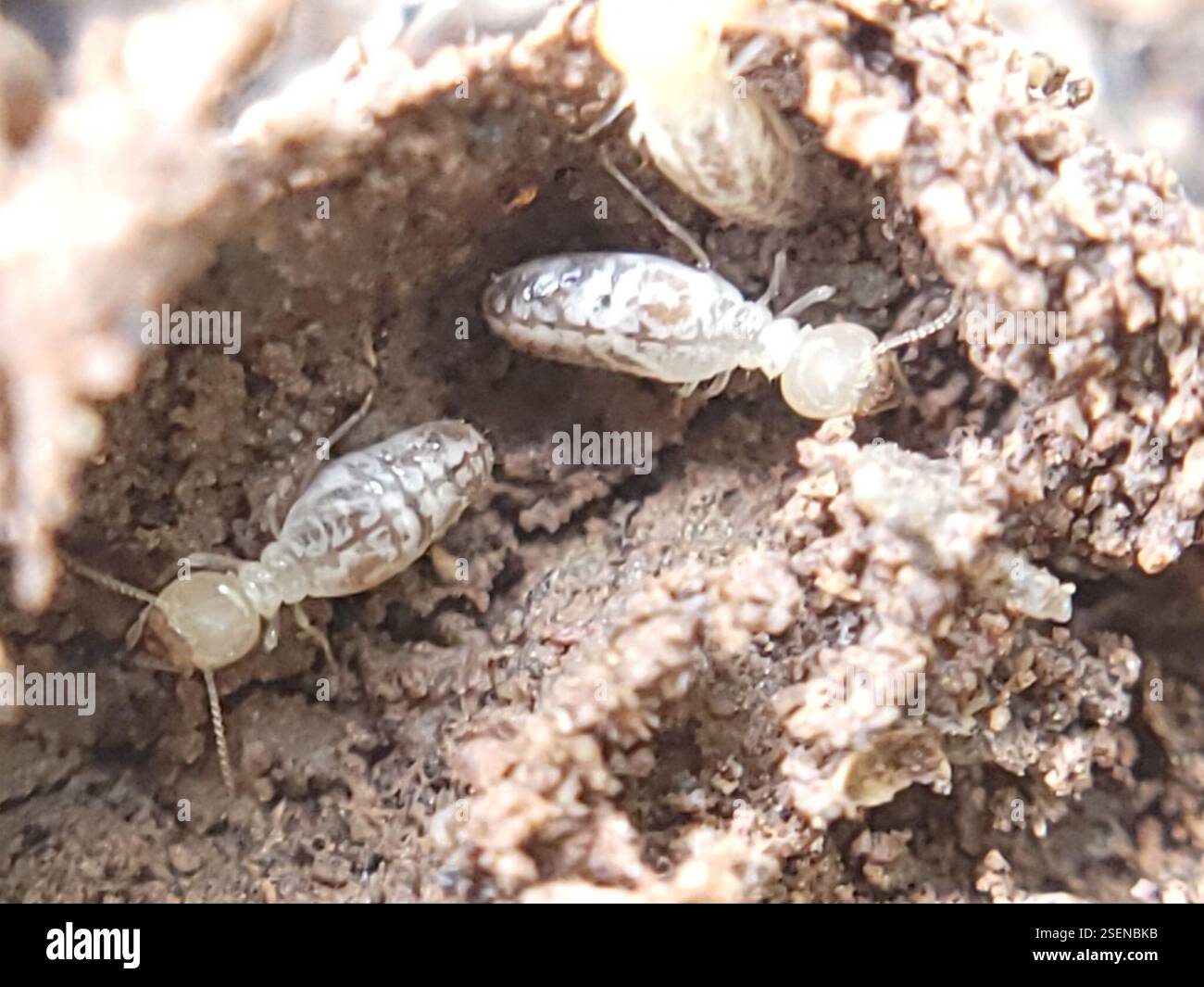 Long-jawed Desert Termites (Gnathamitermes), Insecta, Sun City, AZ ...