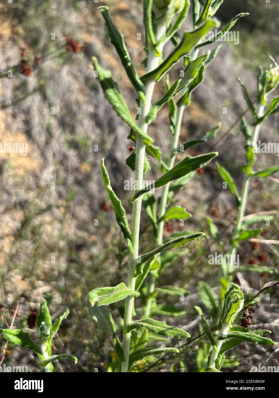 two-color rabbit tobacco (Pseudognaphalium biolettii), Plantae ...