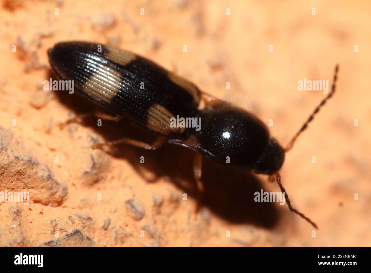 (Aeolus), Insecta, Araçariguama, SP, 18147-000, Brasil Stock Photo - Alamy