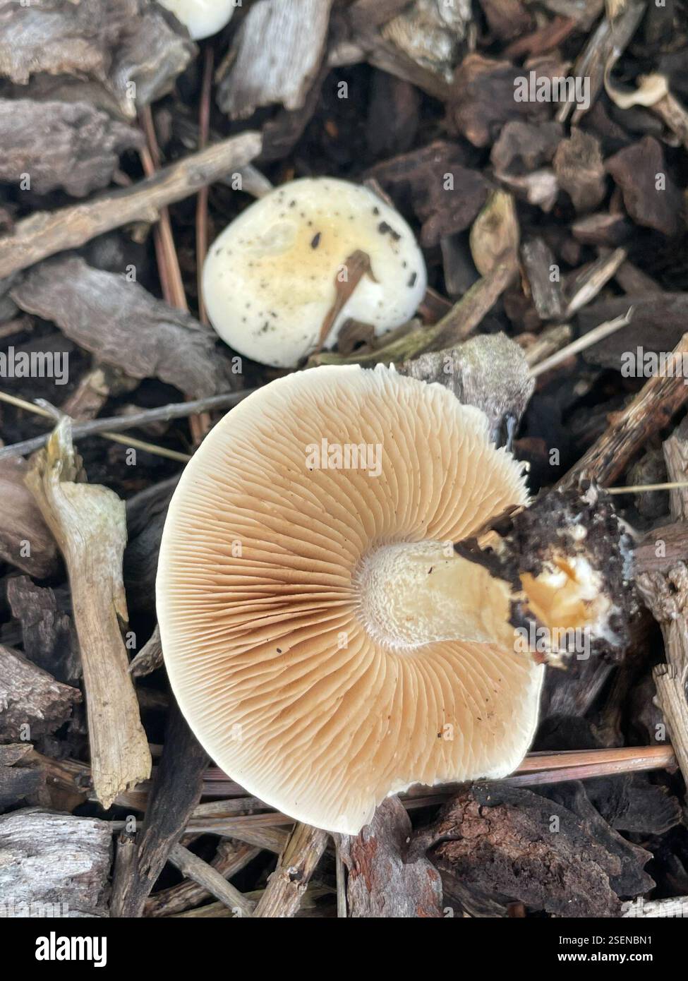 Poison Pie (Hebeloma crustuliniforme), Fungi, Muir Field, San Diego, CA ...