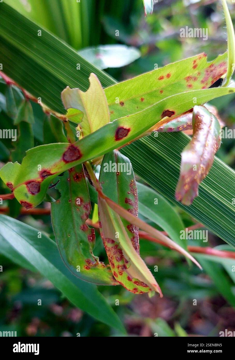 Myrtle Rust (Austropuccinia psidii), Fungi, Mount Albert, Auckland, New ...