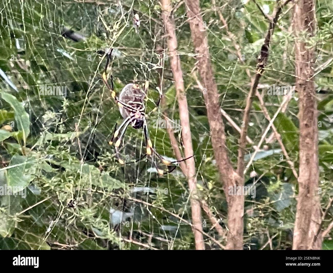 Tiger Spider (Trichonephila plumipes), Arachnida, Sydney Harbour ...