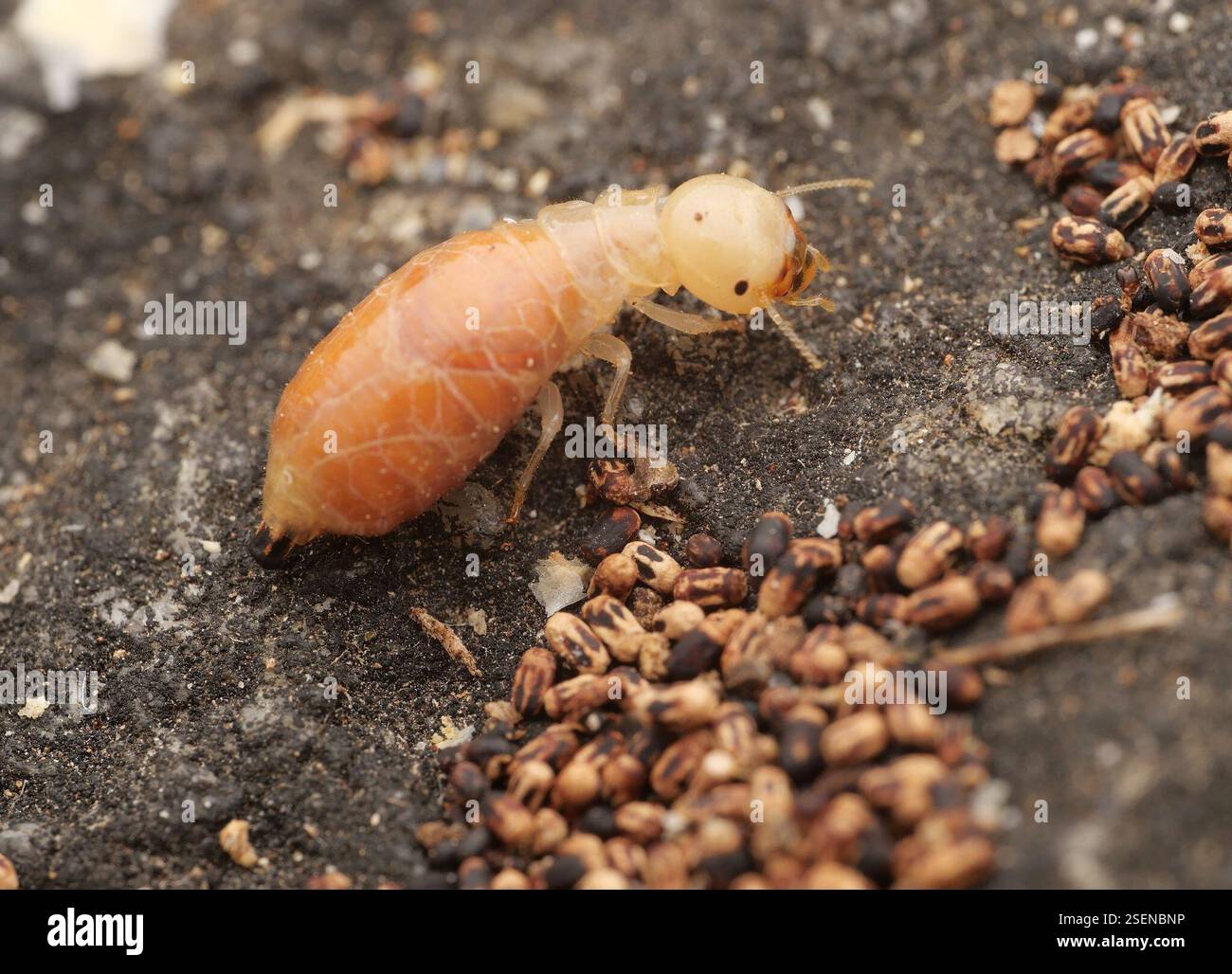 Drywood Termites (Kalotermitidae), Insecta, Municipio Los Cabos, Baja ...