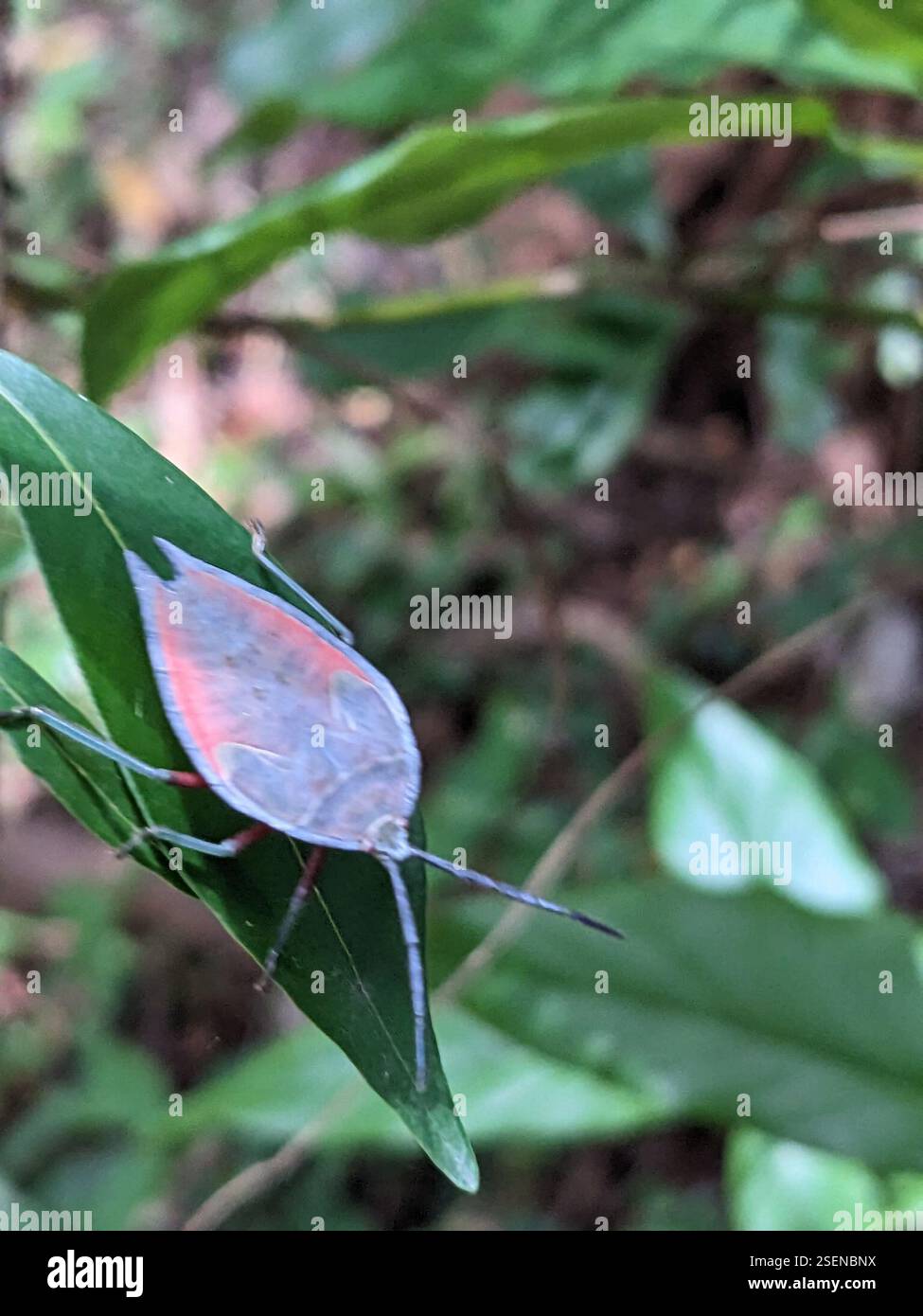 Lychee Stink Bug (Lyramorpha rosea), Insecta, Burnside QLD 4560 ...