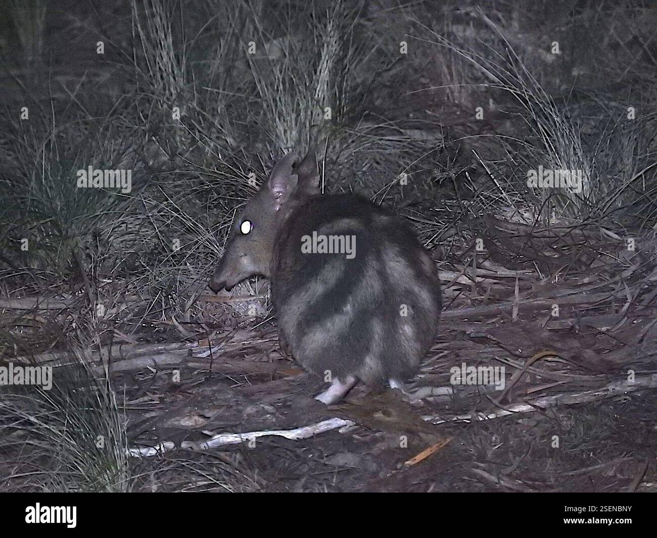 Eastern Barred Bandicoot (Perameles gunnii), Mammalia, Hobart TAS ...