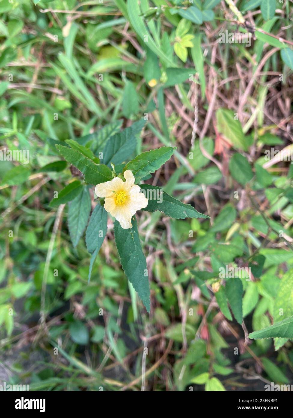 Common Fanpetals (Sida ulmifolia), Plantae, Saint Peter, MS Stock Photo ...