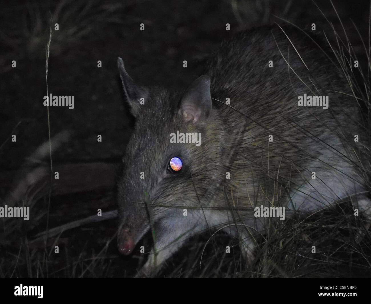 Eastern Barred Bandicoot (Perameles gunnii), Mammalia, Hobart TAS ...