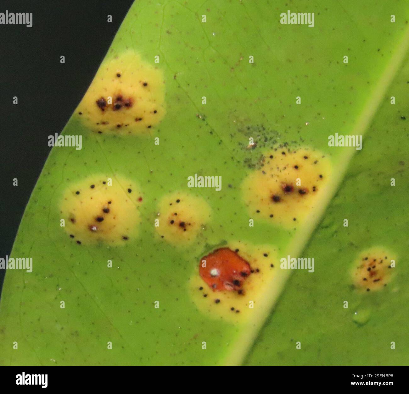 Sea Grape Gall Midge (Ctenodactylomyia watsoni), Insecta, Ciénaga de ...