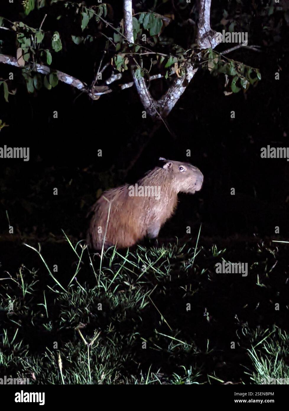 Lesser Capybara (Hydrochoerus isthmius), Mammalia, 479P+F5G, Gamboa ...