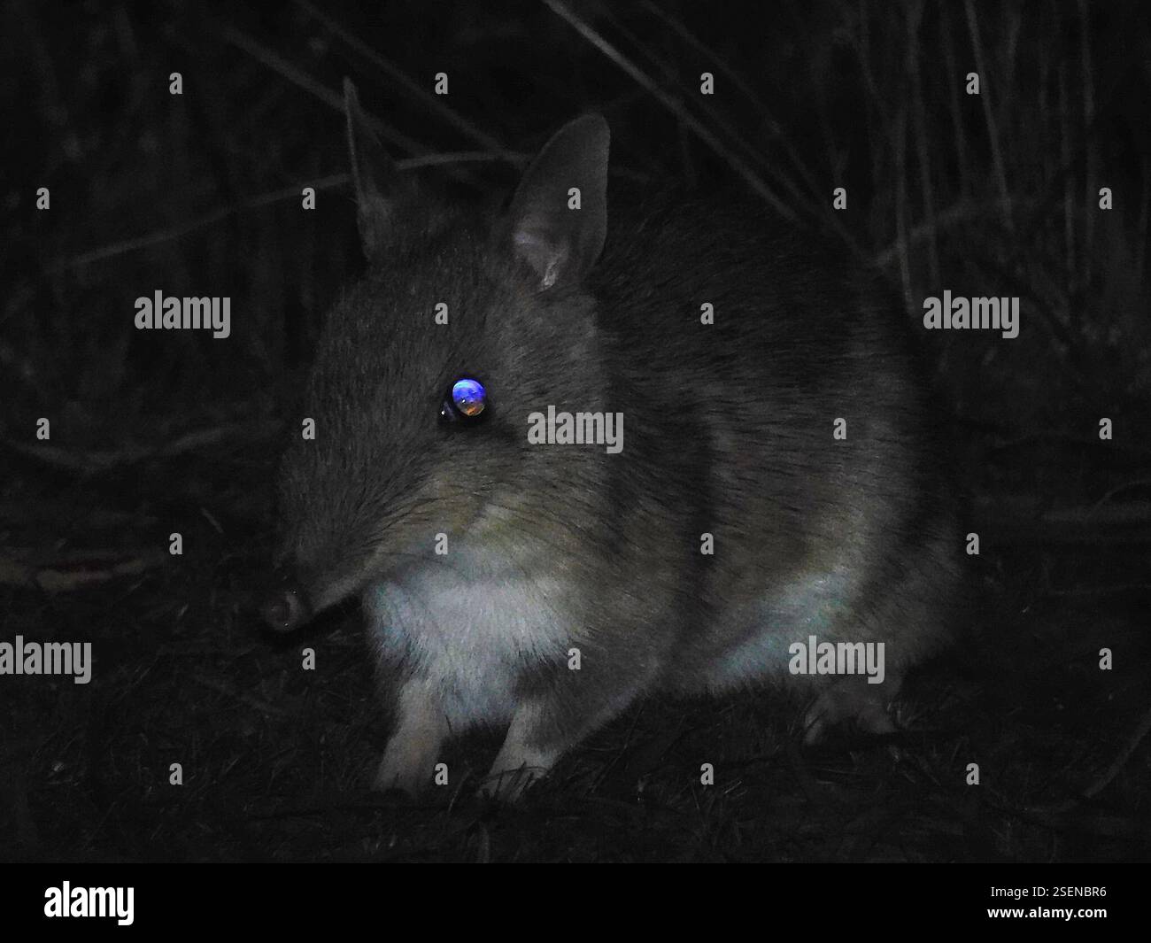 Eastern Barred Bandicoot (Perameles gunnii), Mammalia, Hobart TAS ...