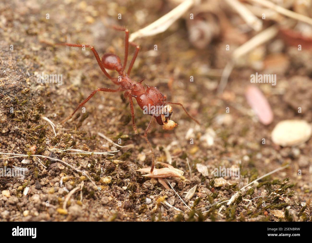 Chicatana Leafcutter Ant (Atta mexicana), Insecta, Municipio Malinalco ...