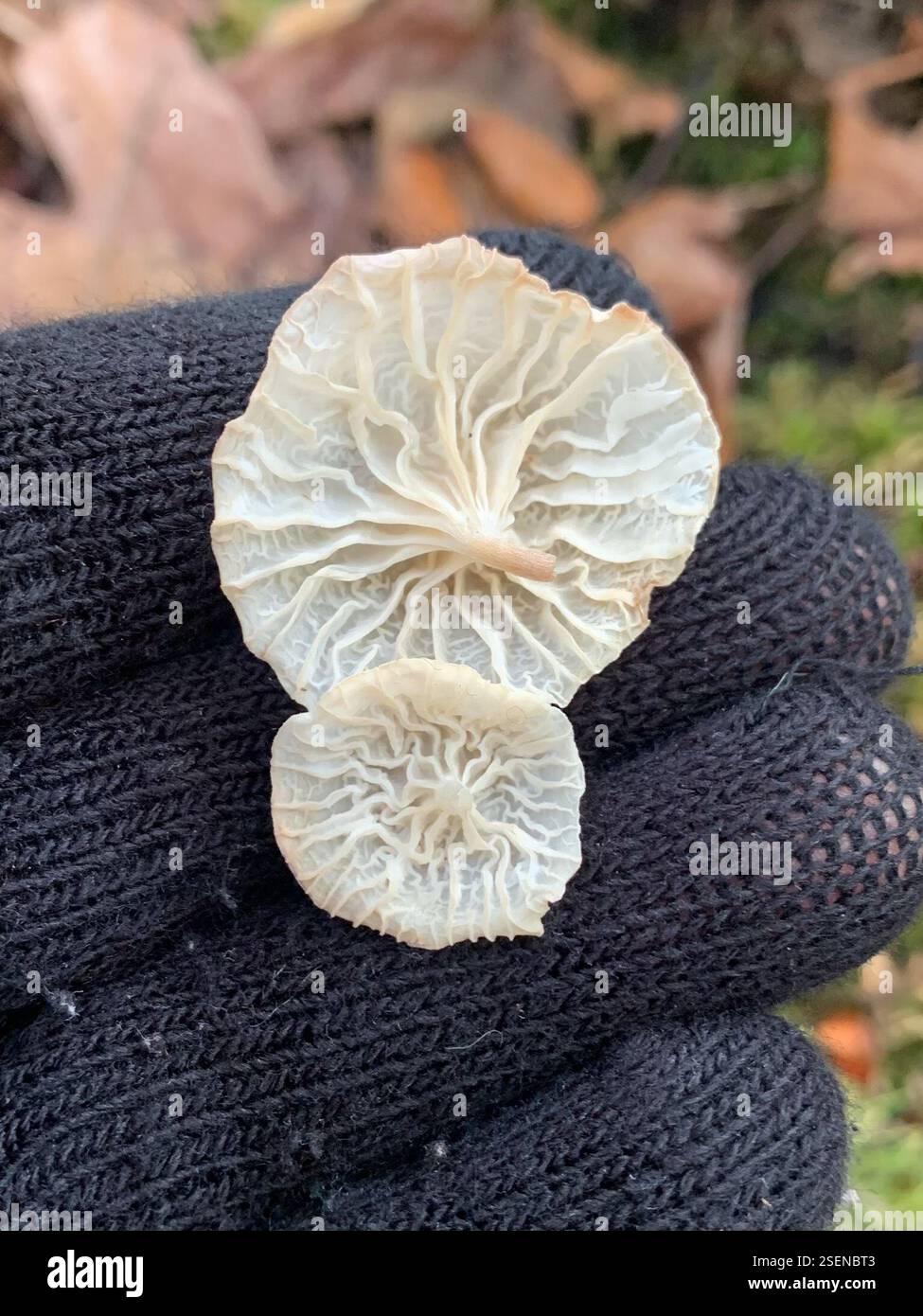 Fairy Parachutes (Marasmiellus candidus), Fungi, Avery Park And Natural ...
