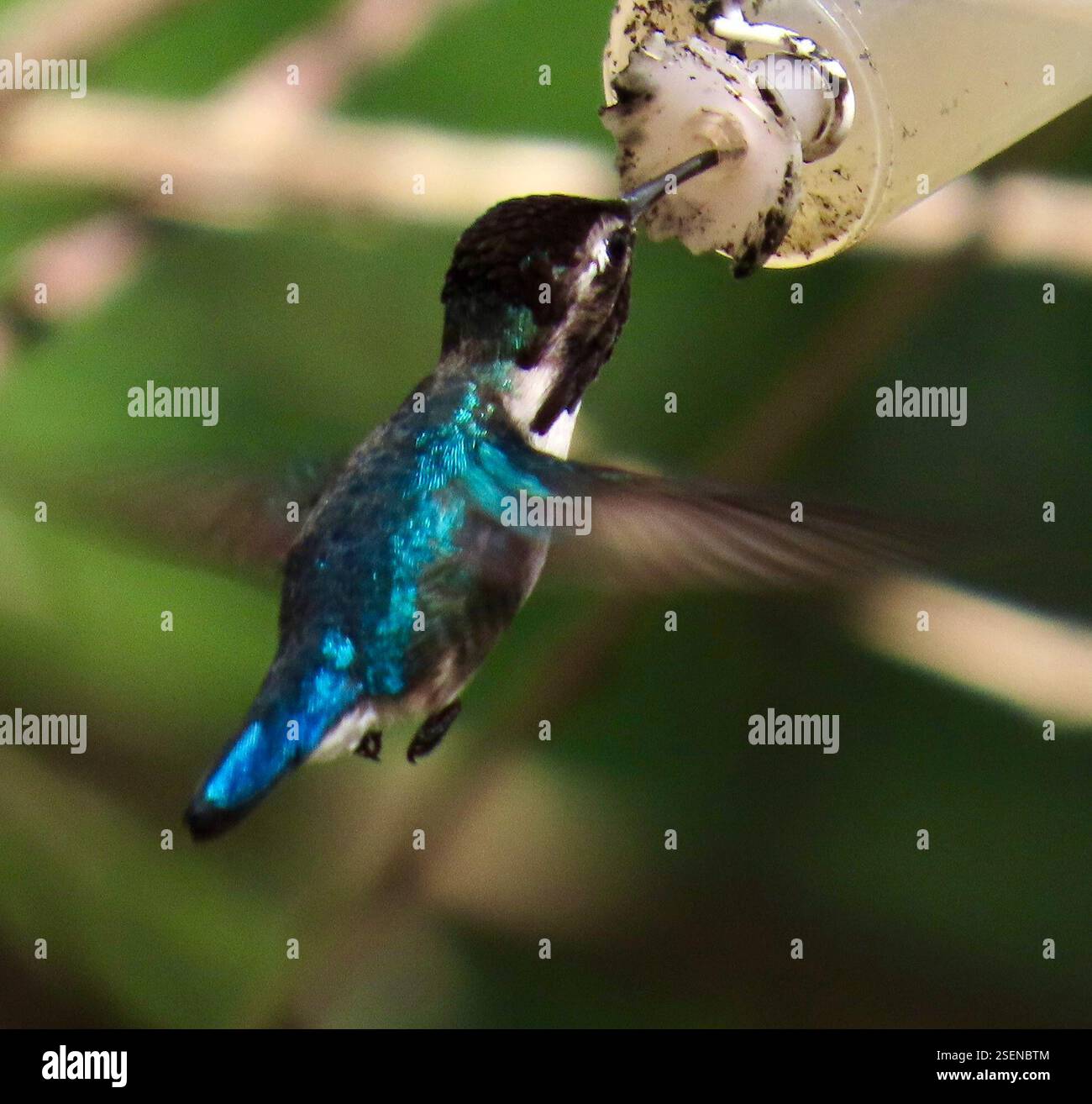 Bee Hummingbird (Mellisuga helenae), Aves, Ciénaga de Zapata, CU-MA, CU ...