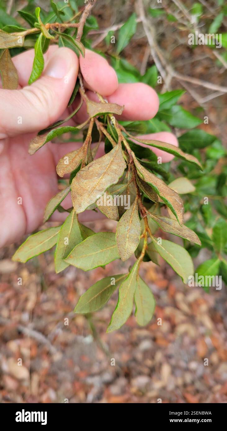 rusty staggerbush (Lyonia ferruginea), Plantae, Gainesville, FL 32641 ...