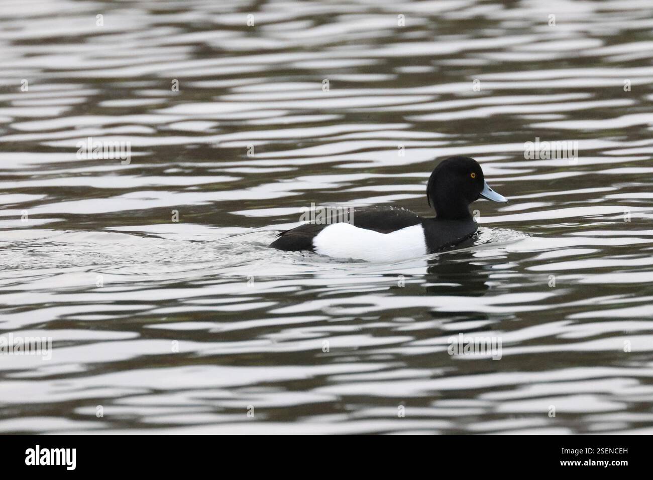 Tufted Duck (Aythya fuligula), Aves, Sefton Park, Mossley Hill Drive ...