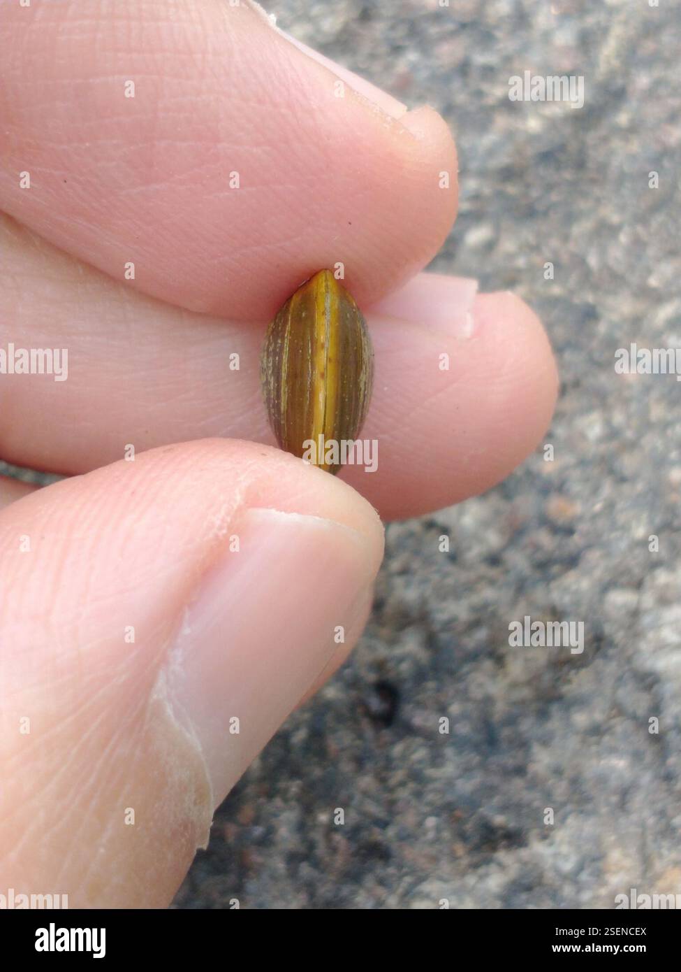 Purple-Nacre Clam (Corbicula largillierti), Mollusca, Calamuchita ...