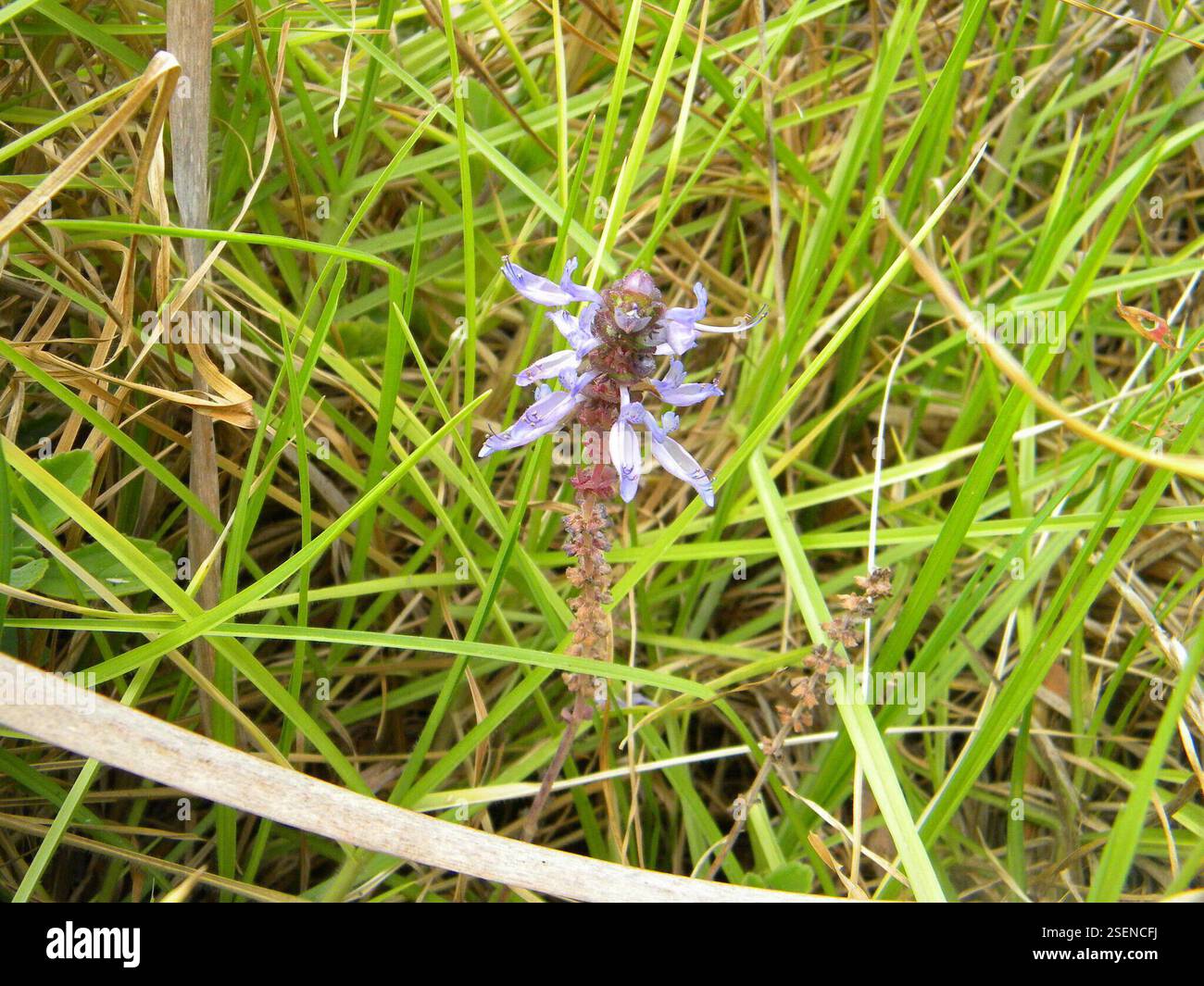 Lobster flower (Coleus neochilus), Plantae, Kirstenhof, Cape Town, 7945 ...