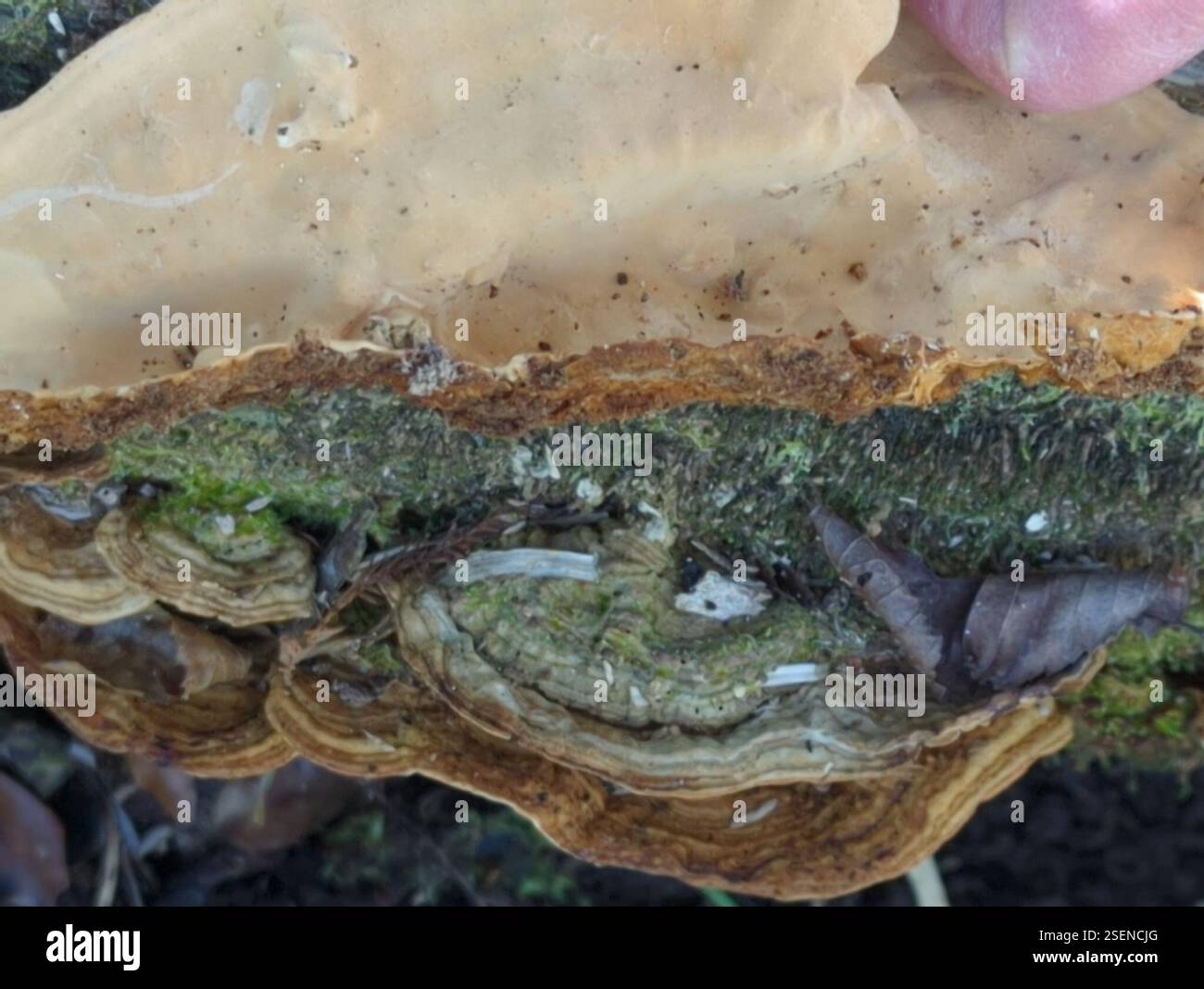 shelf fungi (Polyporales), Fungi, Chassahowitzka Wildlife Management ...