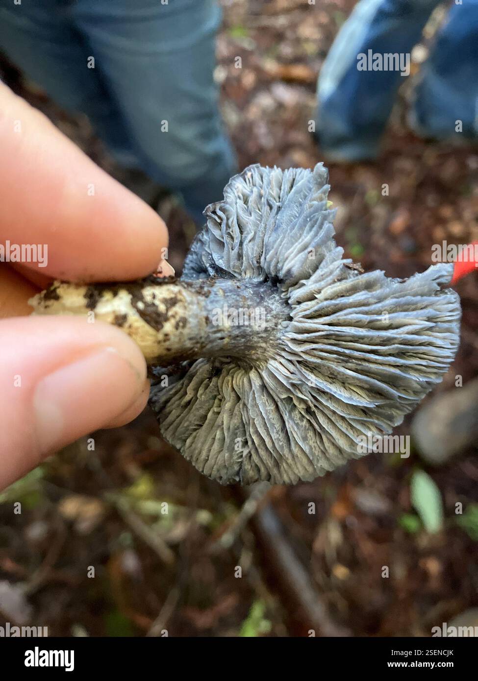 (Entolomataceae), Fungi, Memorial Park, San Mateo County, US-CA, US ...