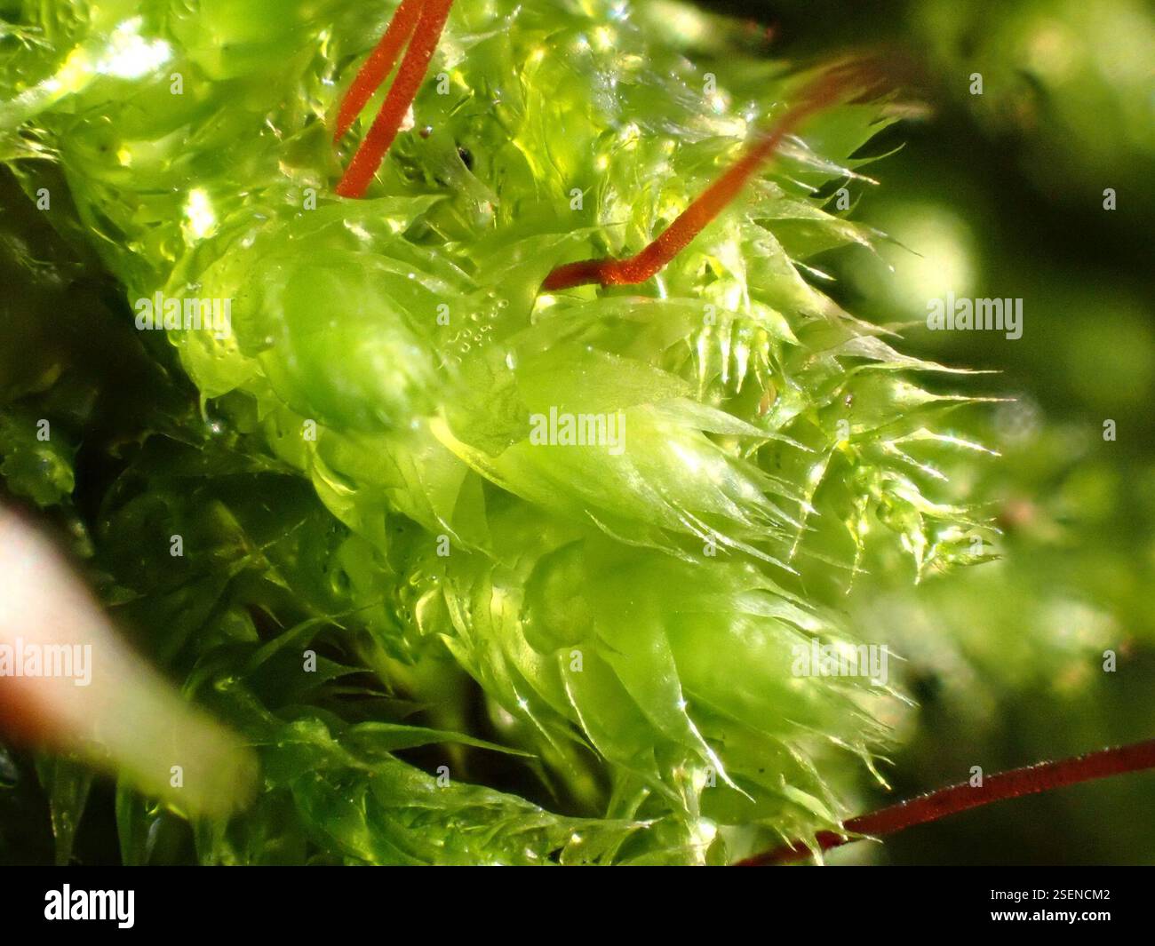 Rough-stalked Feather-moss (Brachythecium rutabulum), Plantae, Nieuwe ...