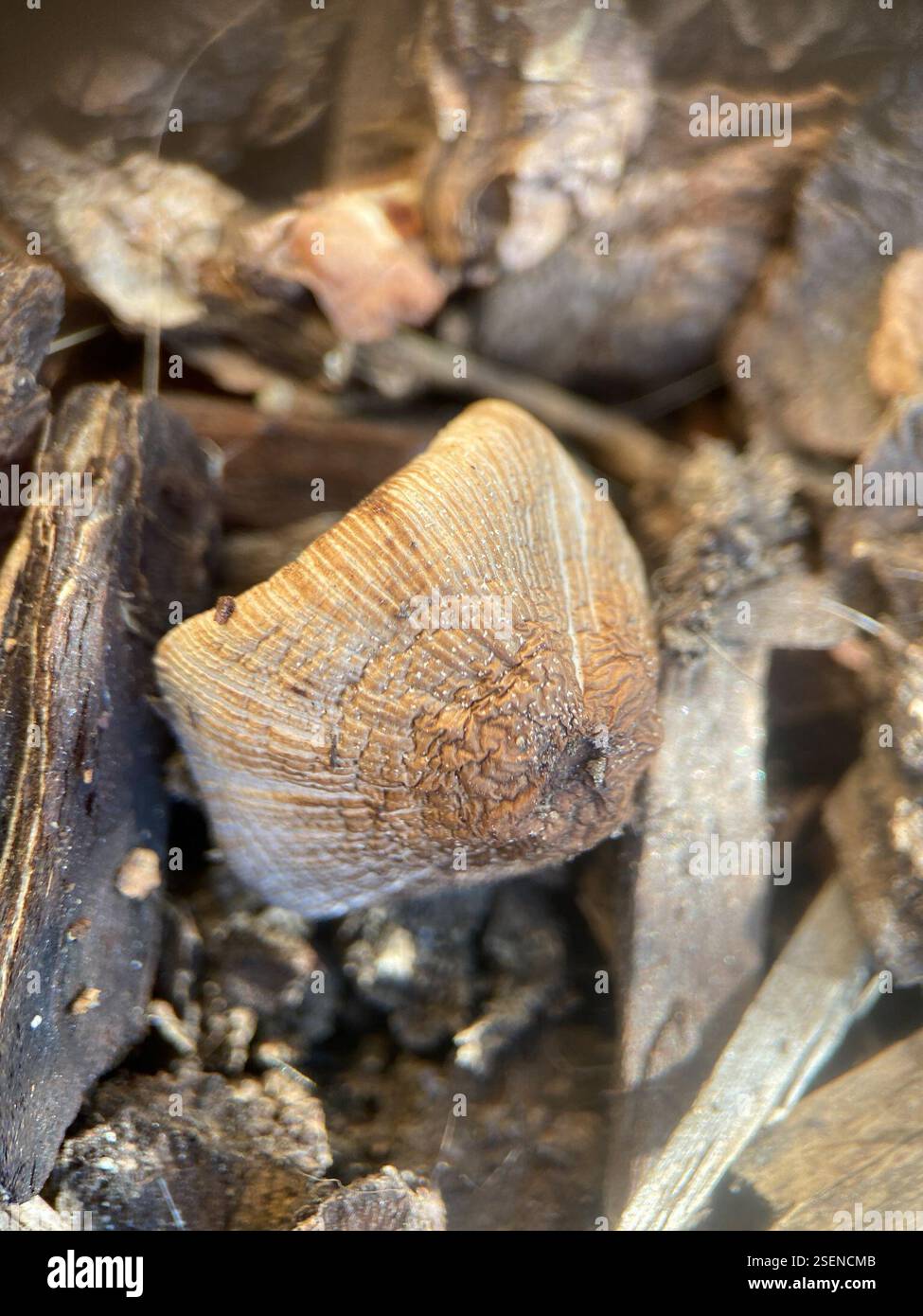 Brittlestems and Allies (Psathyrellaceae), Fungi, Hughes Ave, Los ...