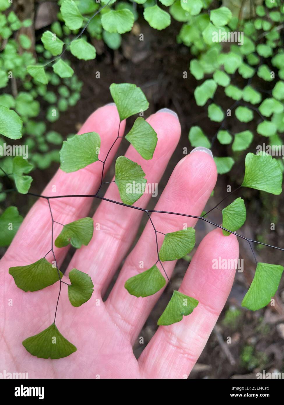 California Maidenhair Fern (Adiantum jordanii), Plantae, Rancho San ...