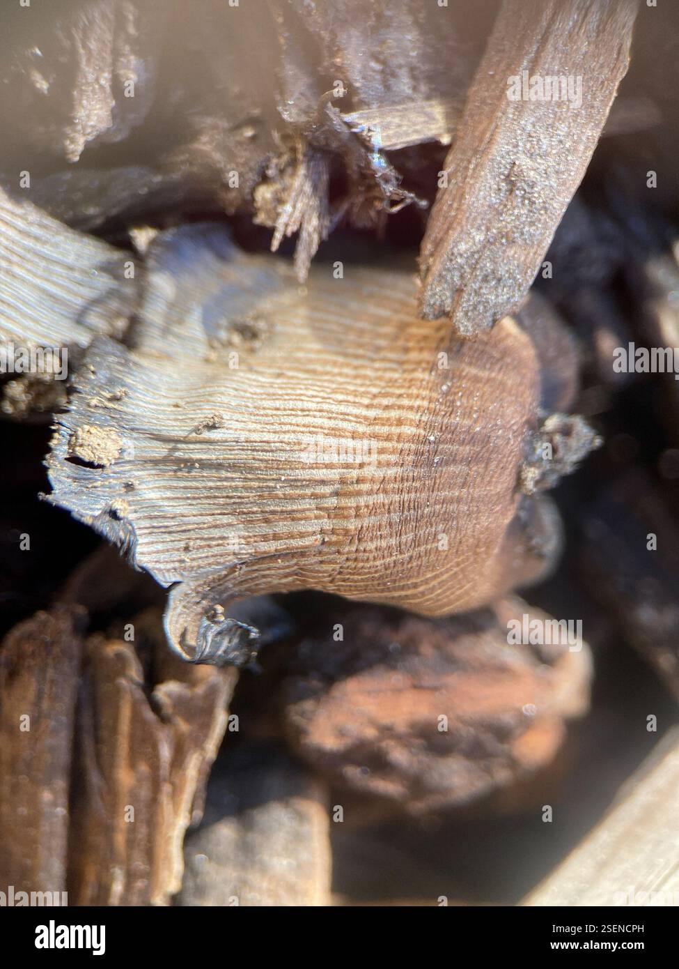 Brittlestems and Allies (Psathyrellaceae), Fungi, Hughes Ave, Los ...