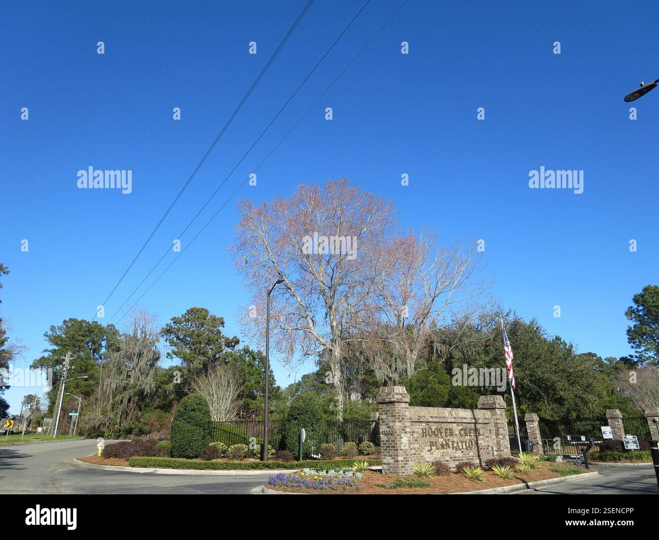 dicots (Magnoliopsida), Plantae, Windsor Forest, Savannah, GA, USA ...