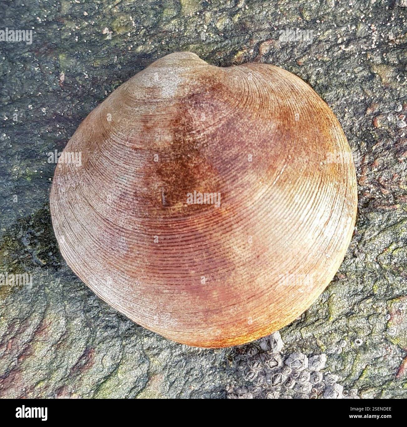 Rayed Artemis (Dosinia exoleta), Mollusca, Ardgowan, UK Stock Photo - Alamy
